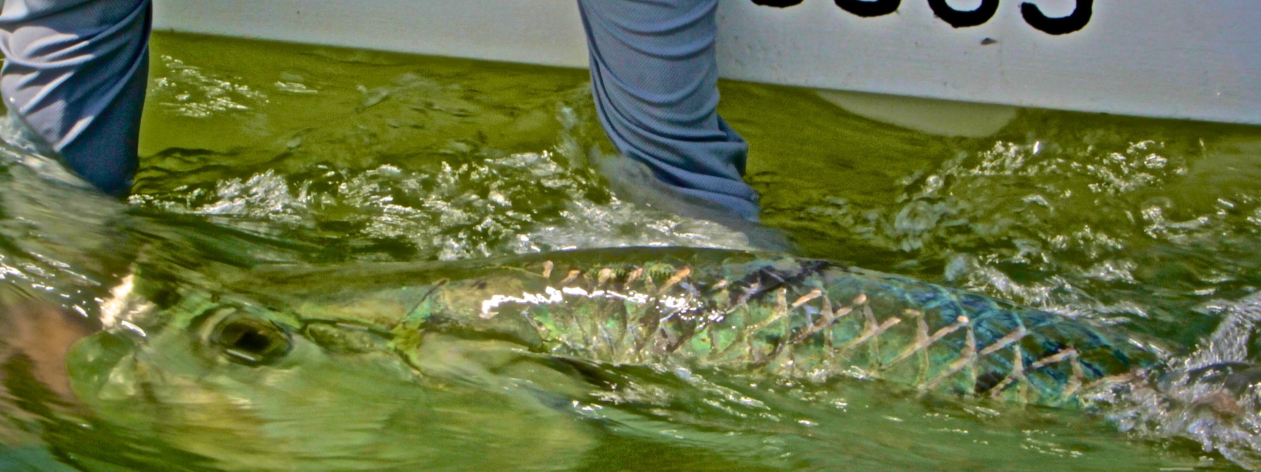 MOTIV FISHING | ADVENTURE FLY FISHING FILMS