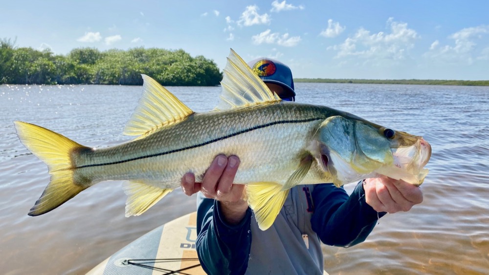 PERLA NEGRA - MOTIV FISHING